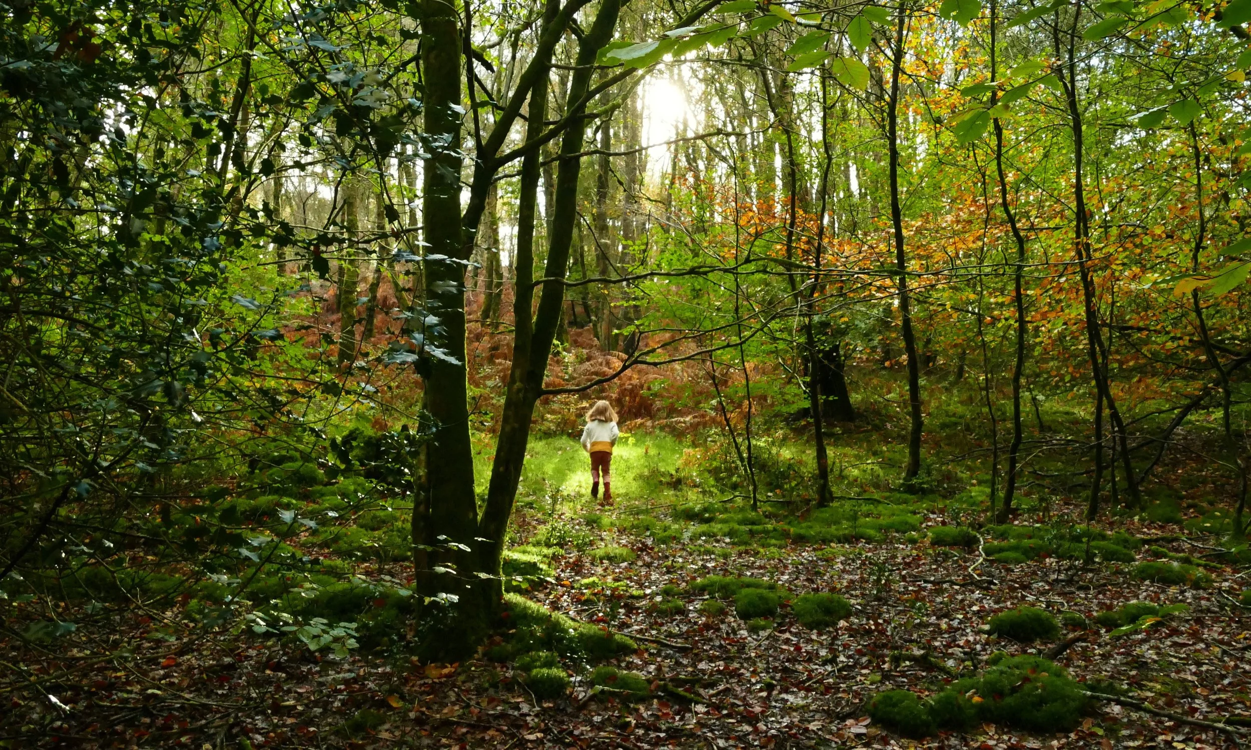 A walk for the whole family around Bramshott Common and Waggoners Wells ...