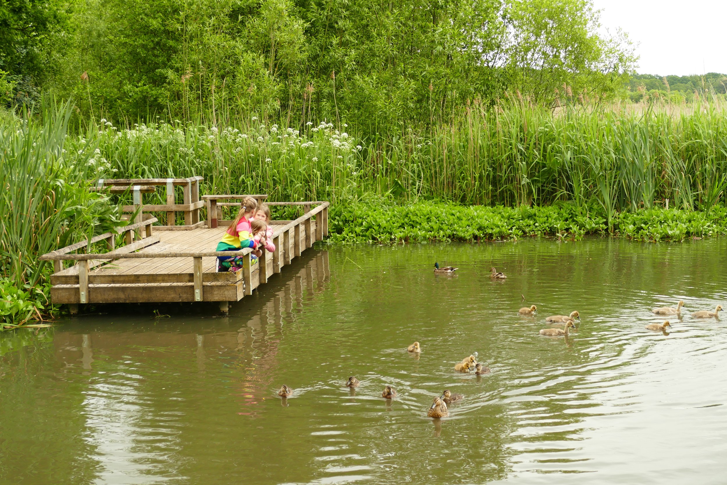 A circular walk for the whole family around Fleet Pond — The Ambling ...