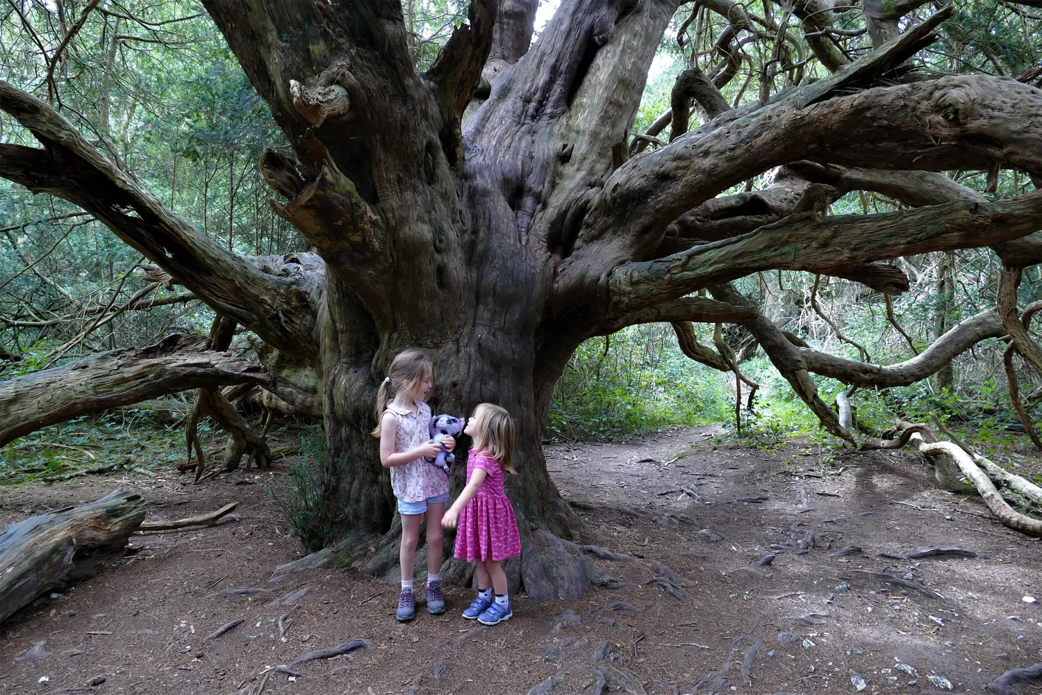 A circular walk for the whole family through Kingley Vale Nature ...