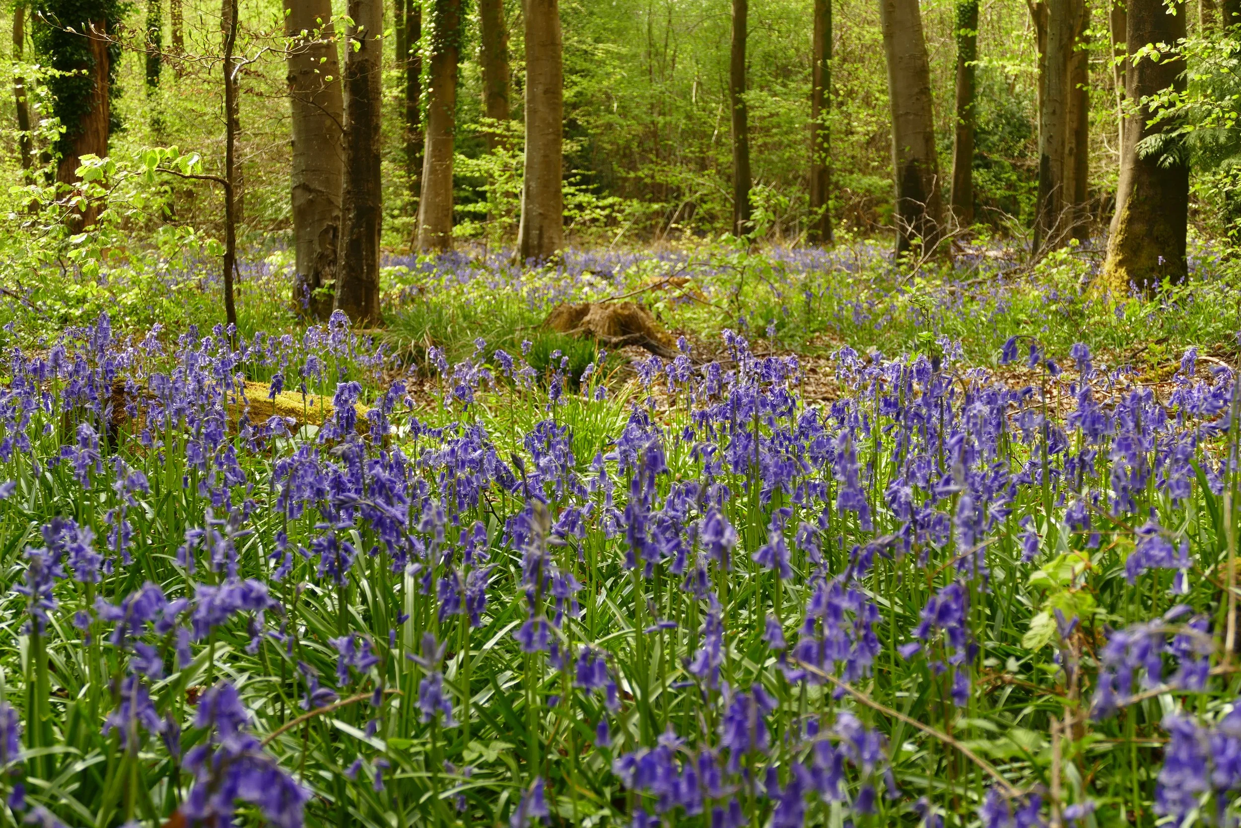 A walk for the whole family around Crab Wood, near Winchester — The ...
