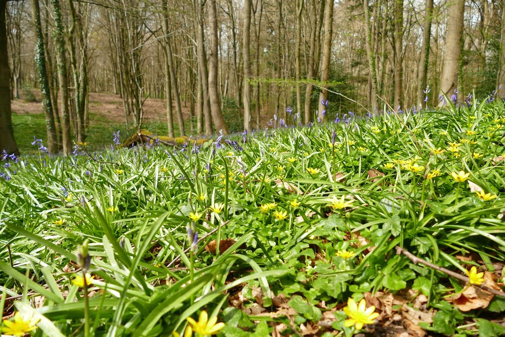 A walk for the whole family around Stoke Park Wood — The Ambling Path ...