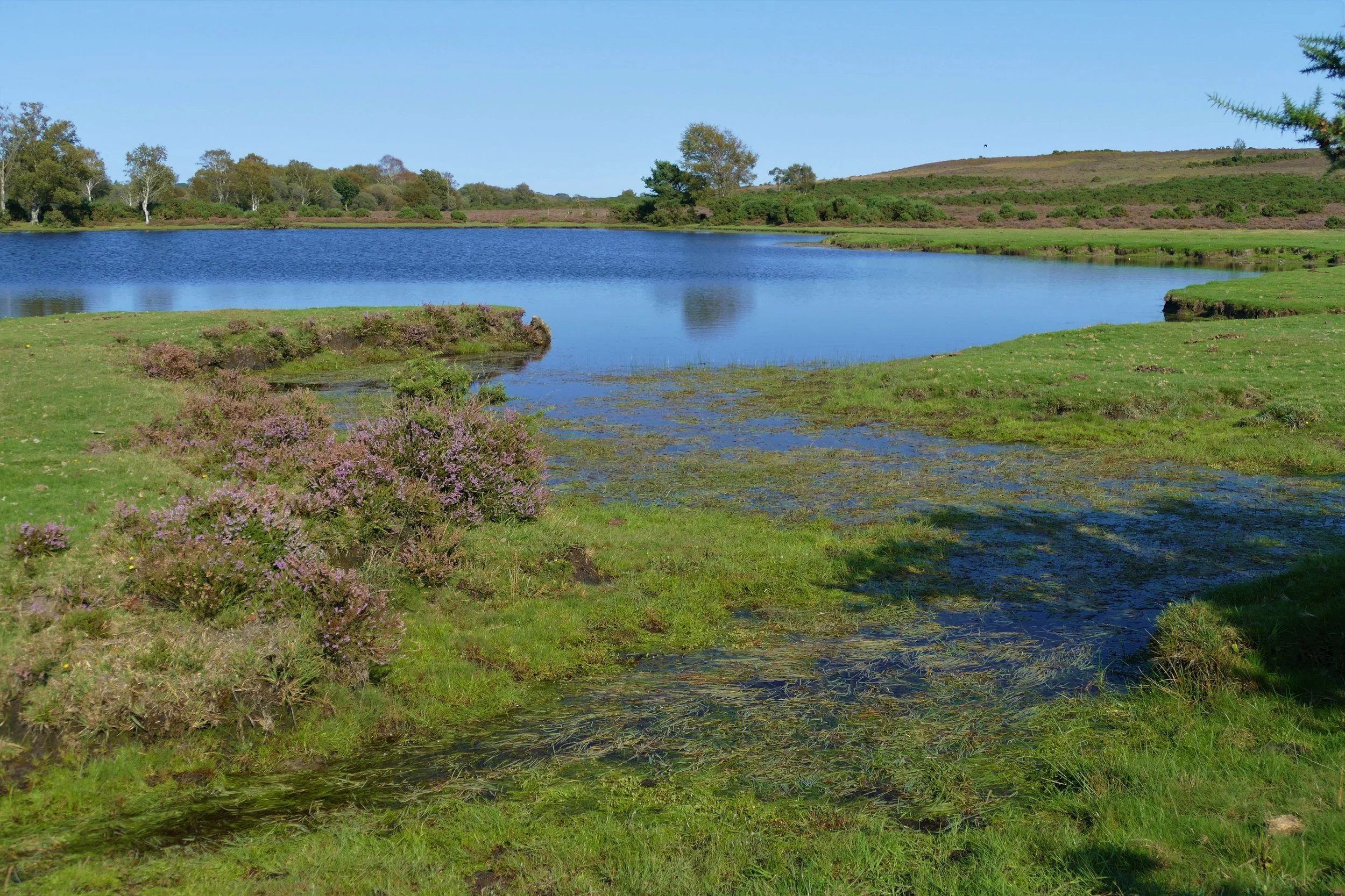 A walk for the whole family from Eyeworth Pond in Fritham — The Ambling ...