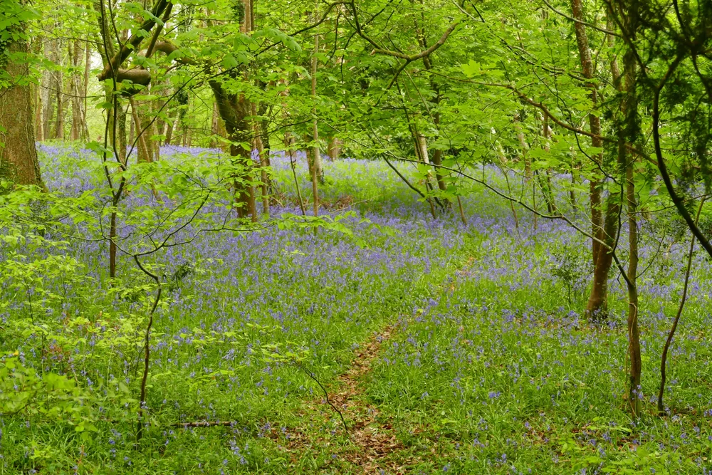 A walk from Breamore house, through Breamore Wood to Breamore mizmaze ...