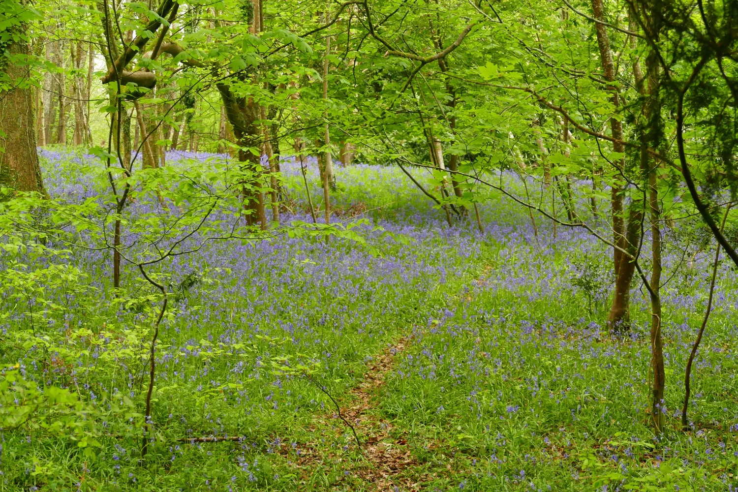 A walk from Breamore house, through Breamore Wood to Breamore mizmaze ...