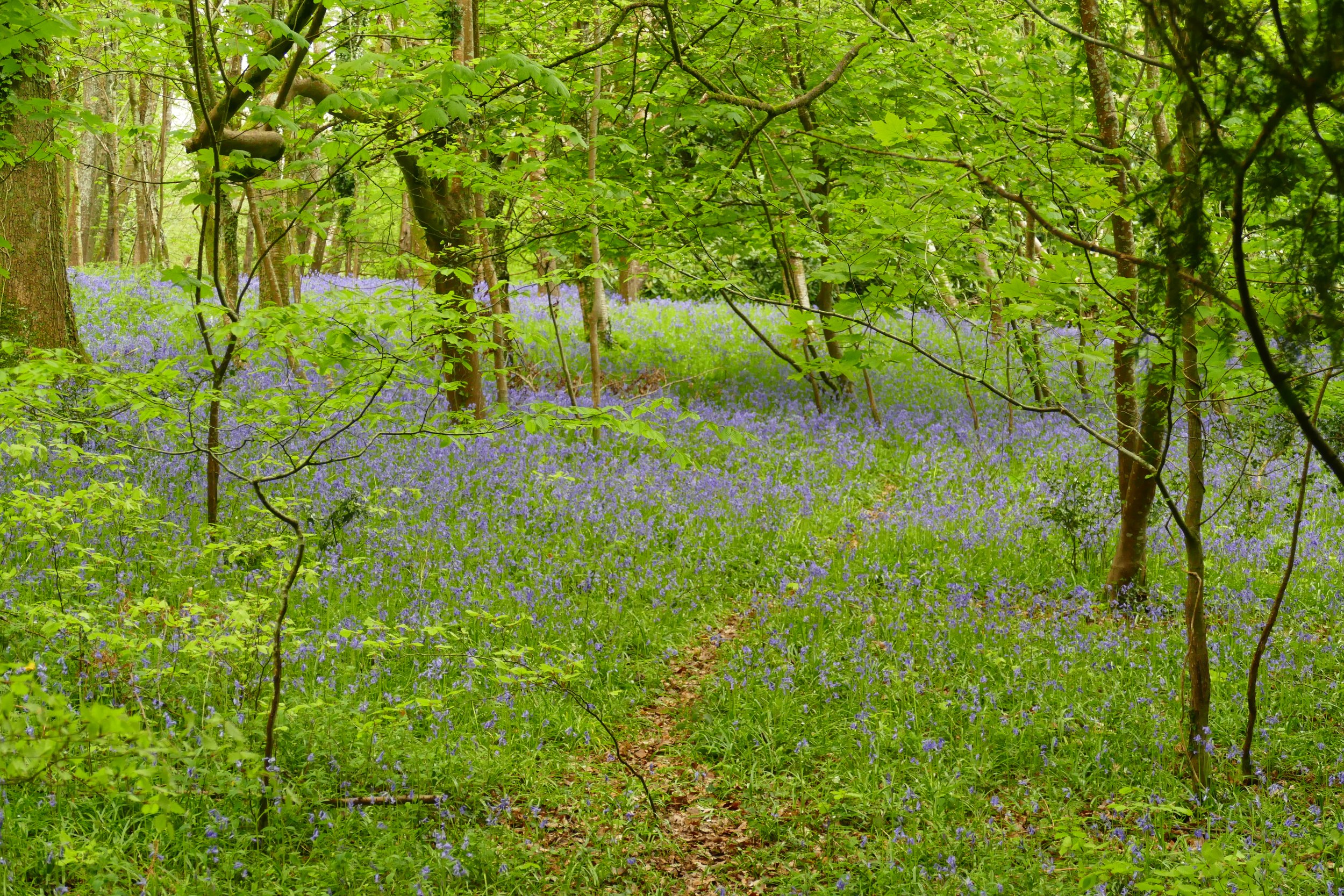 A walk from Breamore house, through Breamore Wood to Breamore mizmaze ...