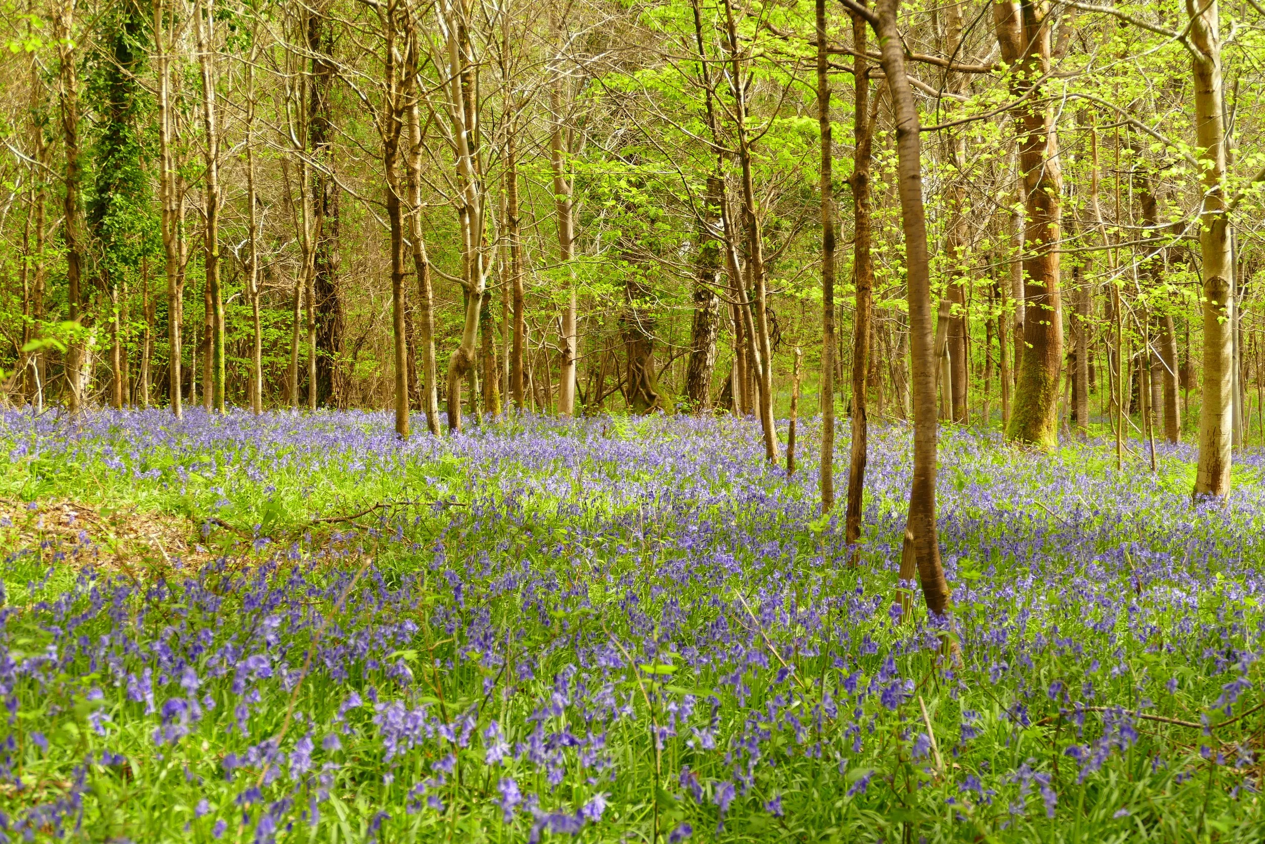Our Family Walks — The Ambling Path - Family Friendly Walks