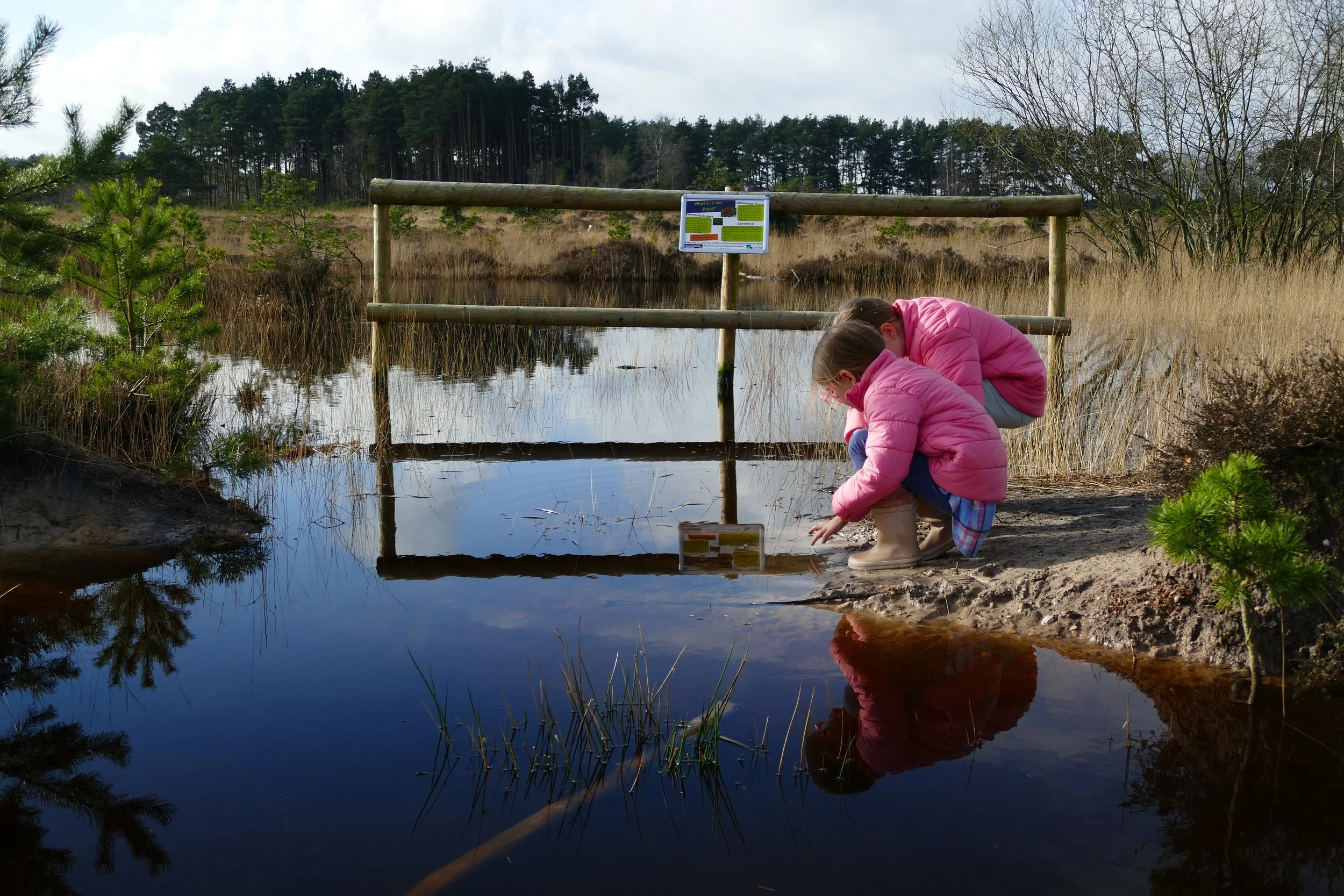 A walk for the whole family at Avon Heath Country Park — The Ambling ...