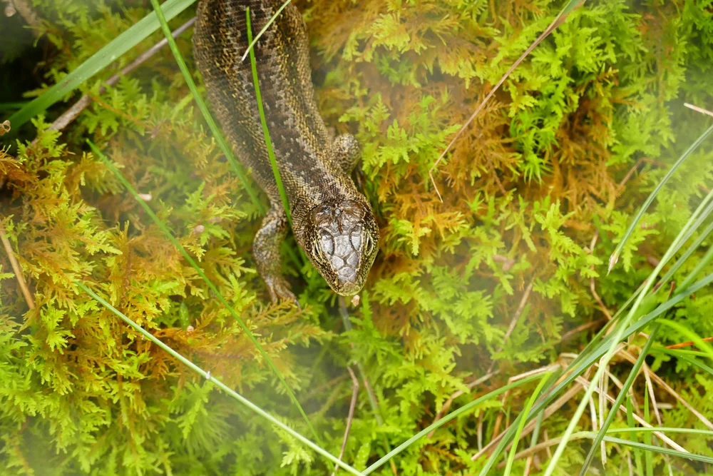 A Hampshire walk for the whole family from The New Forest Reptile ...