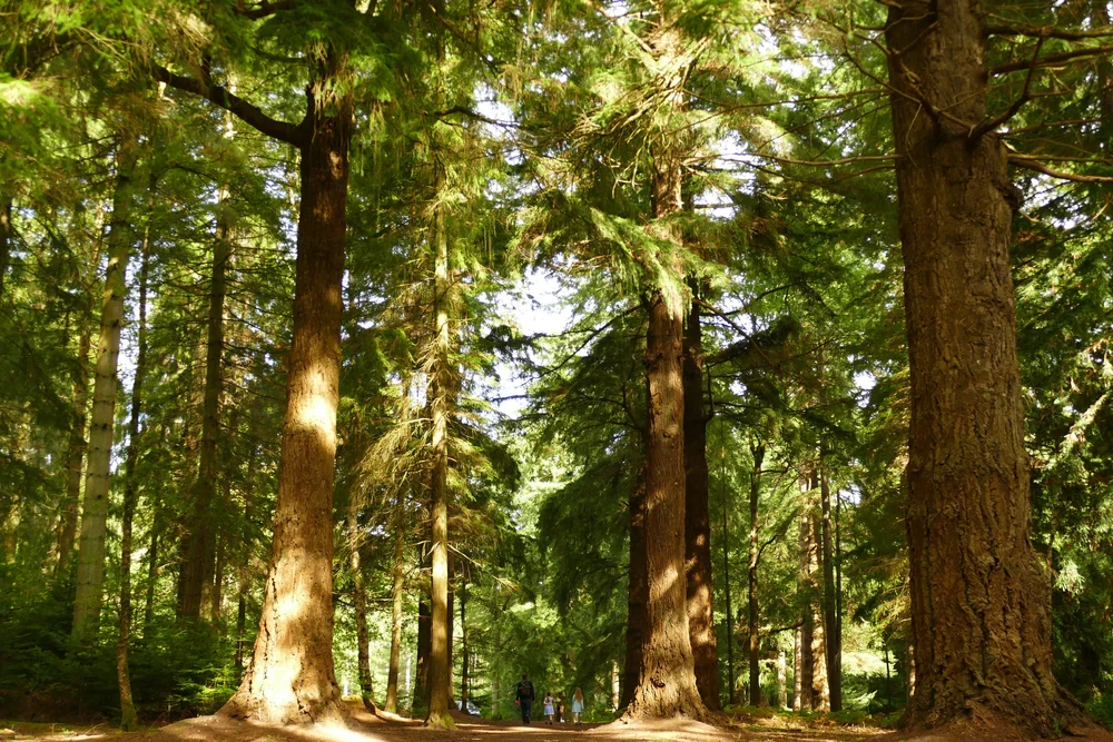 A Hampshire walk for the whole family along the Tall Trees Trail in The ...