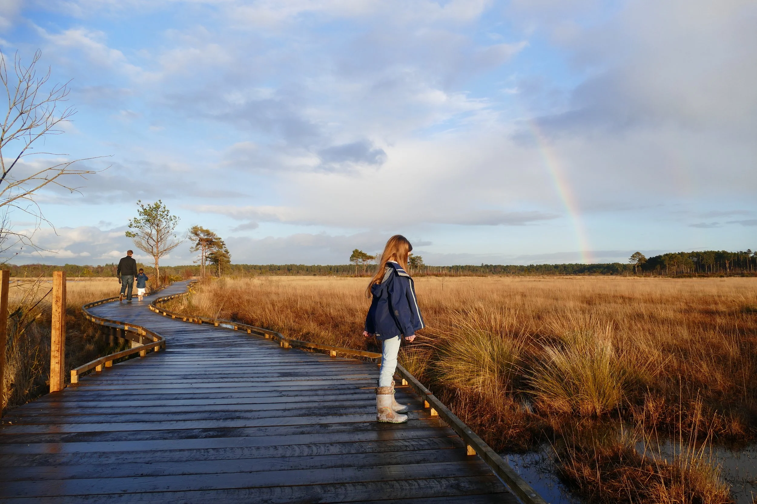 A walk for the whole family across Thursley Common — The Ambling Path ...