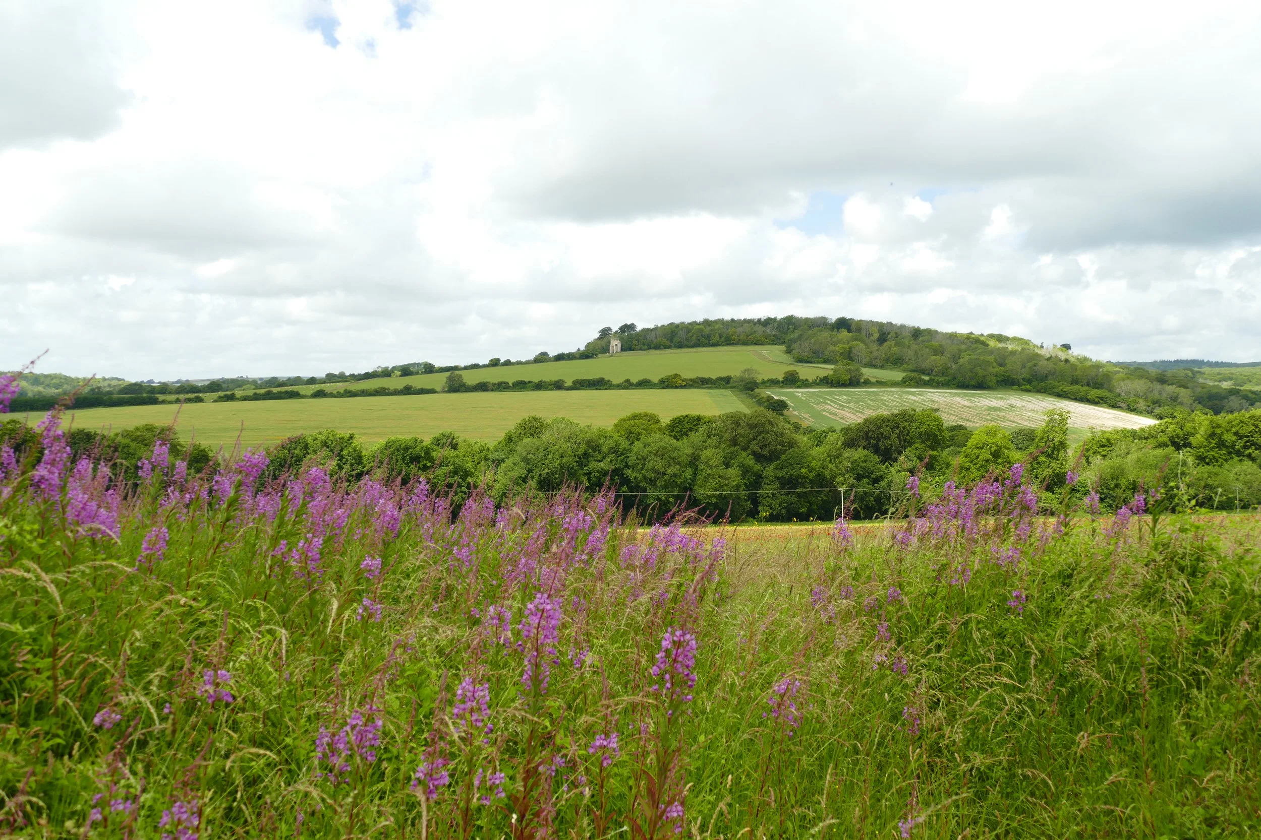 A walk for the whole family through the Slindon Estate — The Ambling ...