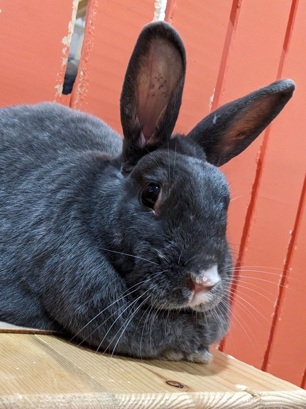 Current Bunnies — The Bunny Cafe