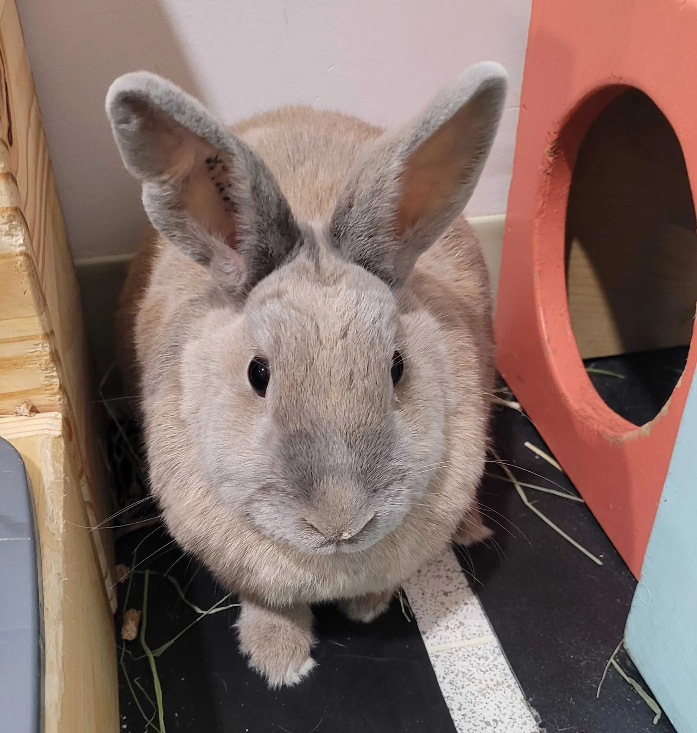 Current Bunnies — The Bunny Cafe