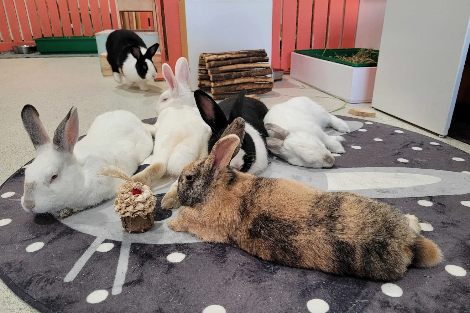 The Bunny Cafe