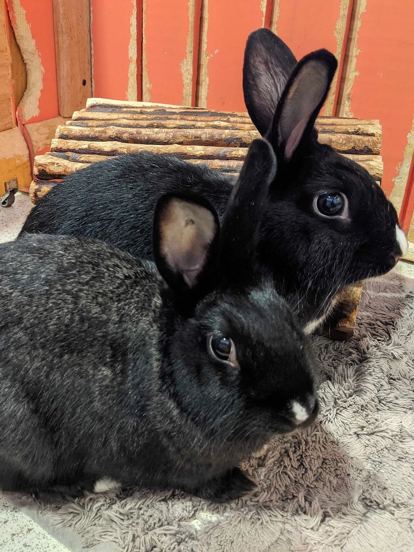 Current Bunnies — The Bunny Cafe