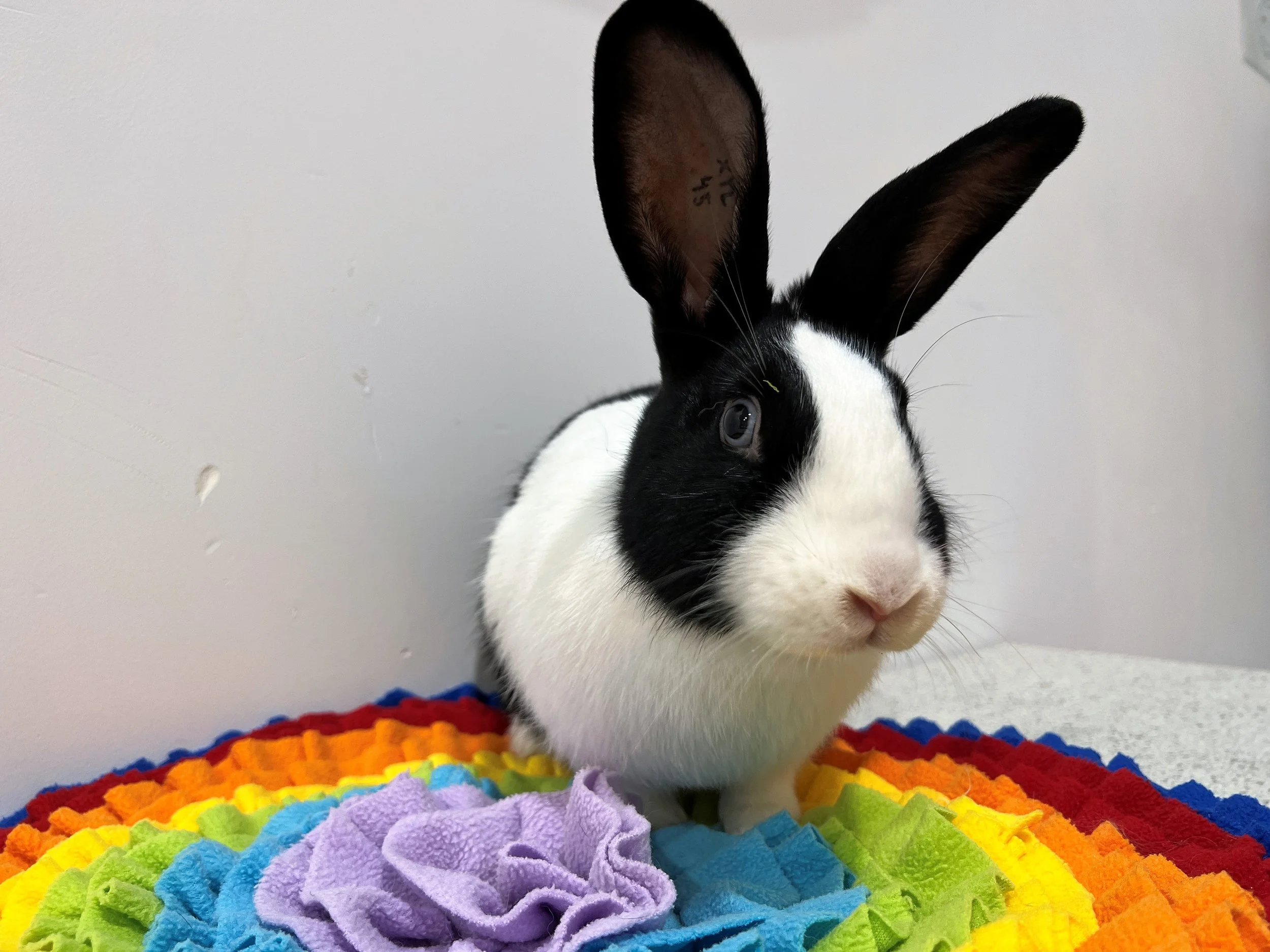 Current Bunnies — The Bunny Cafe