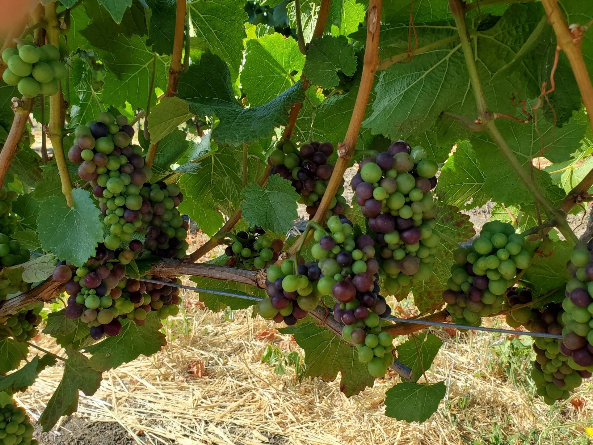 Winemaking — Paula Kornell Sparkling Wine | Napa Valley Winery