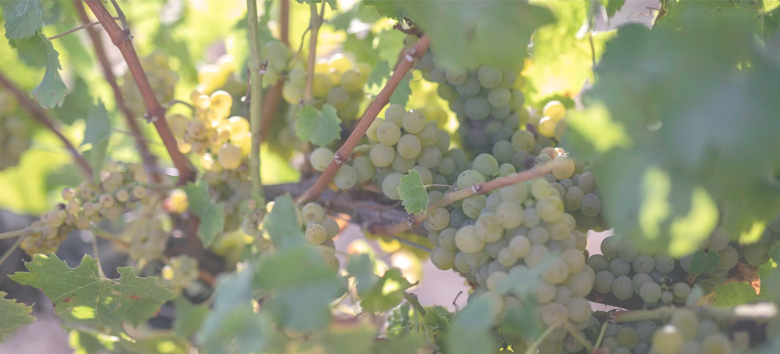 Paula Kornell Sparkling Wine | Napa Valley Winery