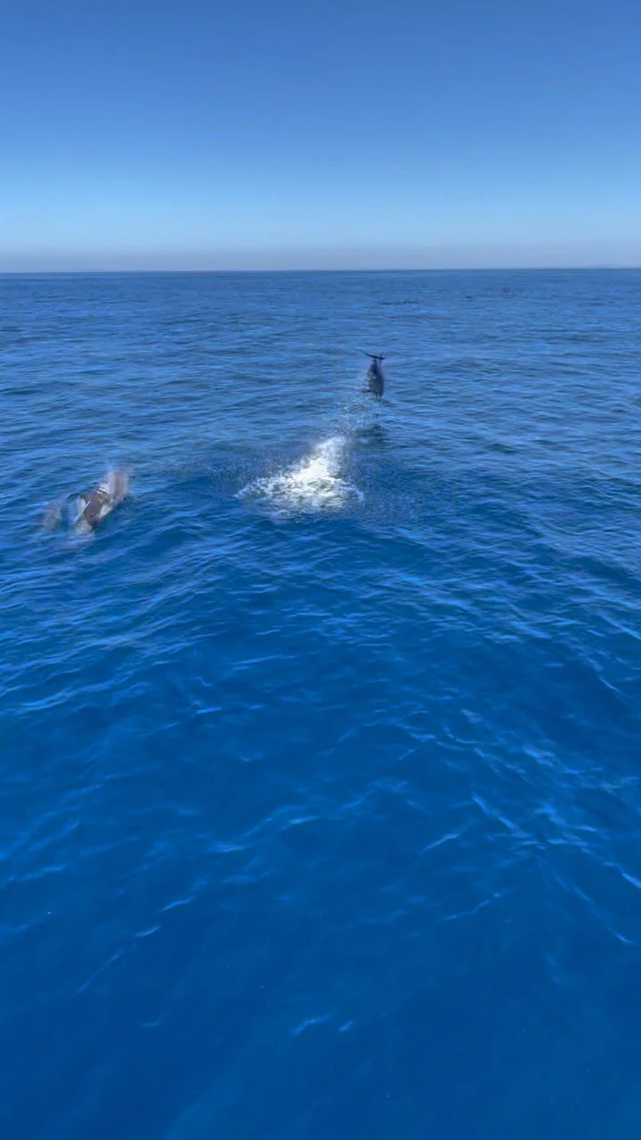 Go Fish Yamba Charter