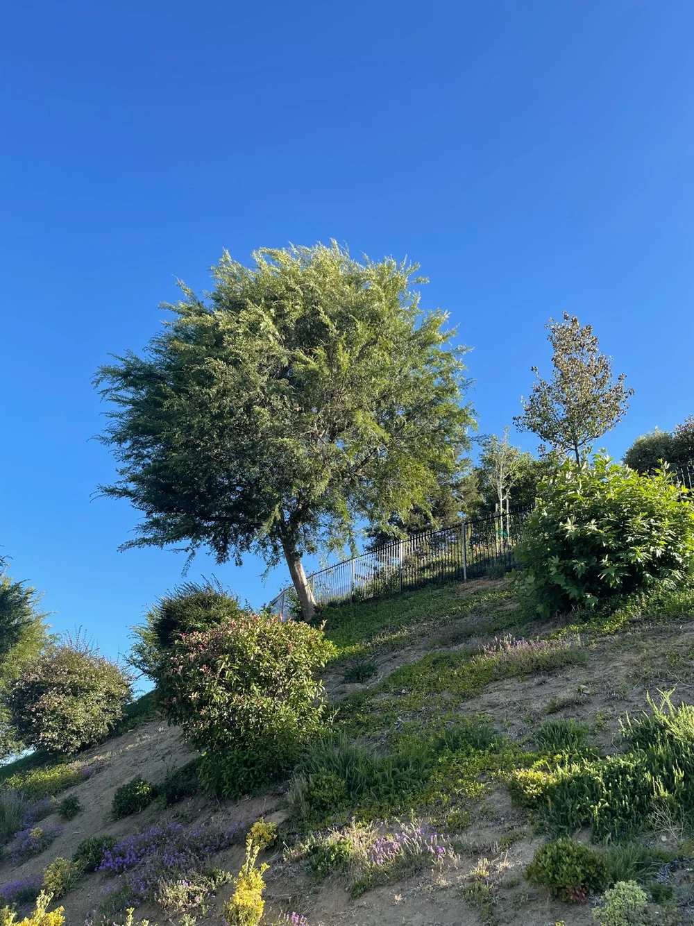 Al's Tree Service and Landscapes