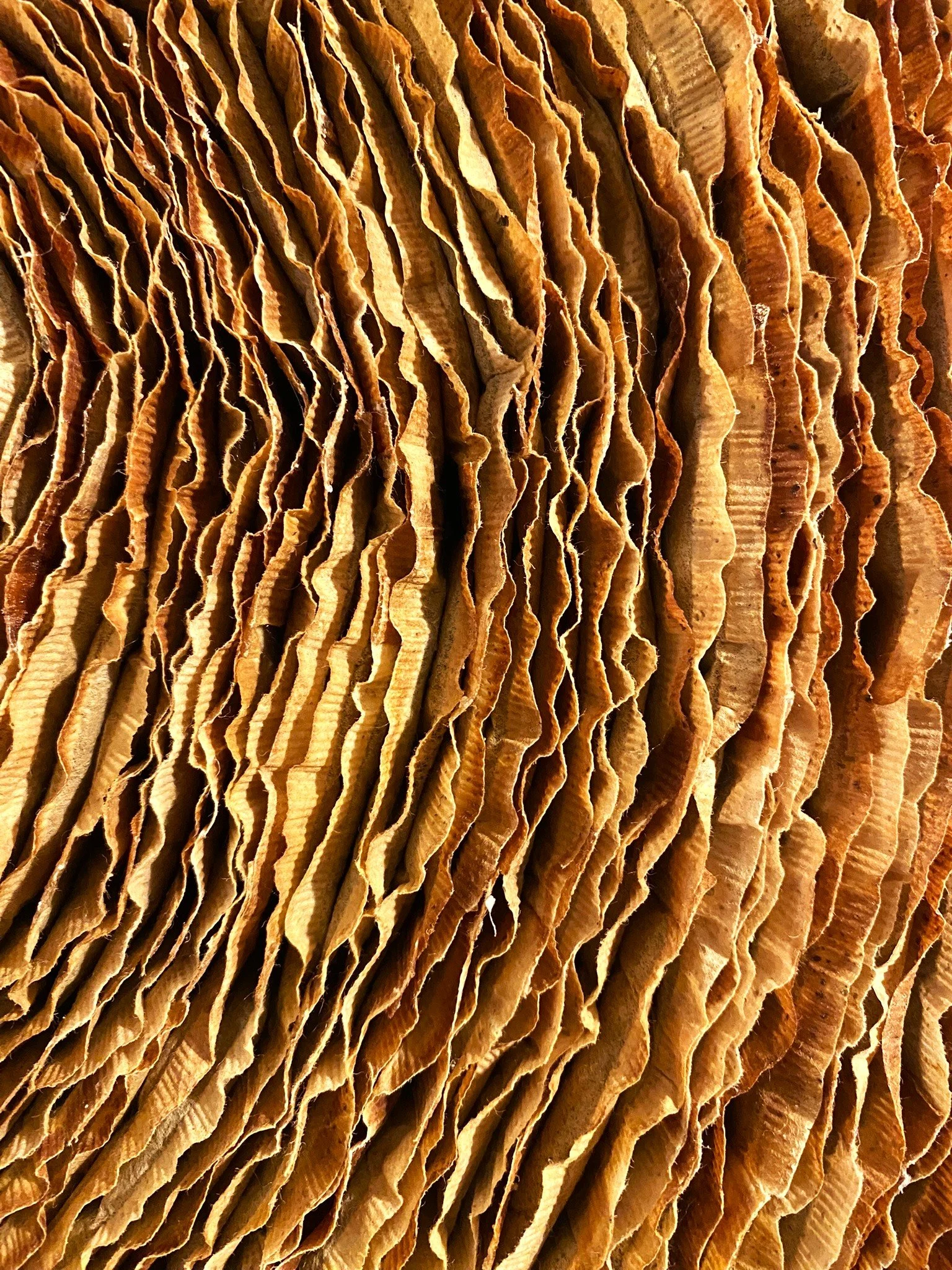 Sarah Watts — Patience Gallery