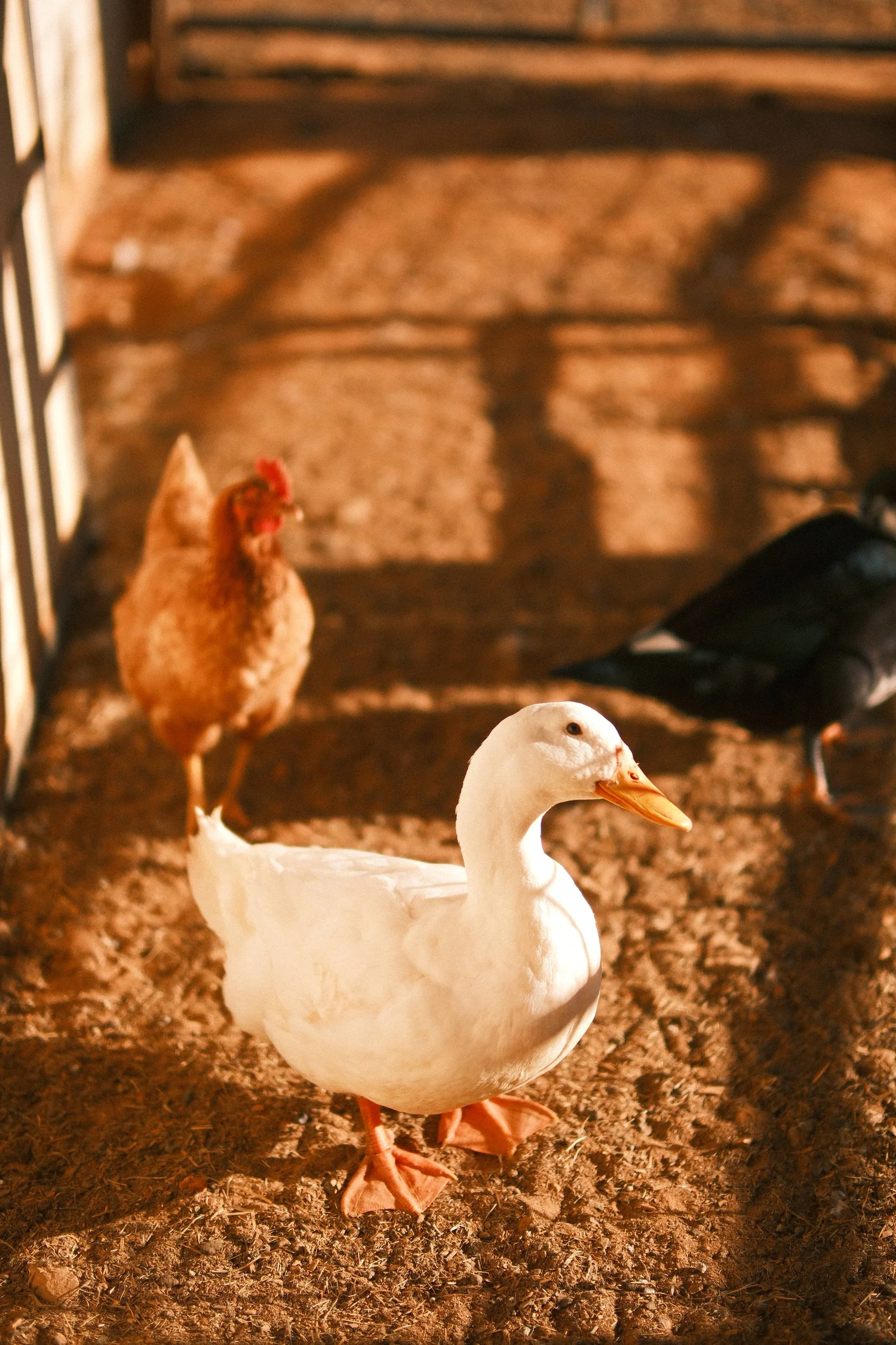 The Farm Animals — The Horse Shoe Farm Boutique Resort near Asheville ...
