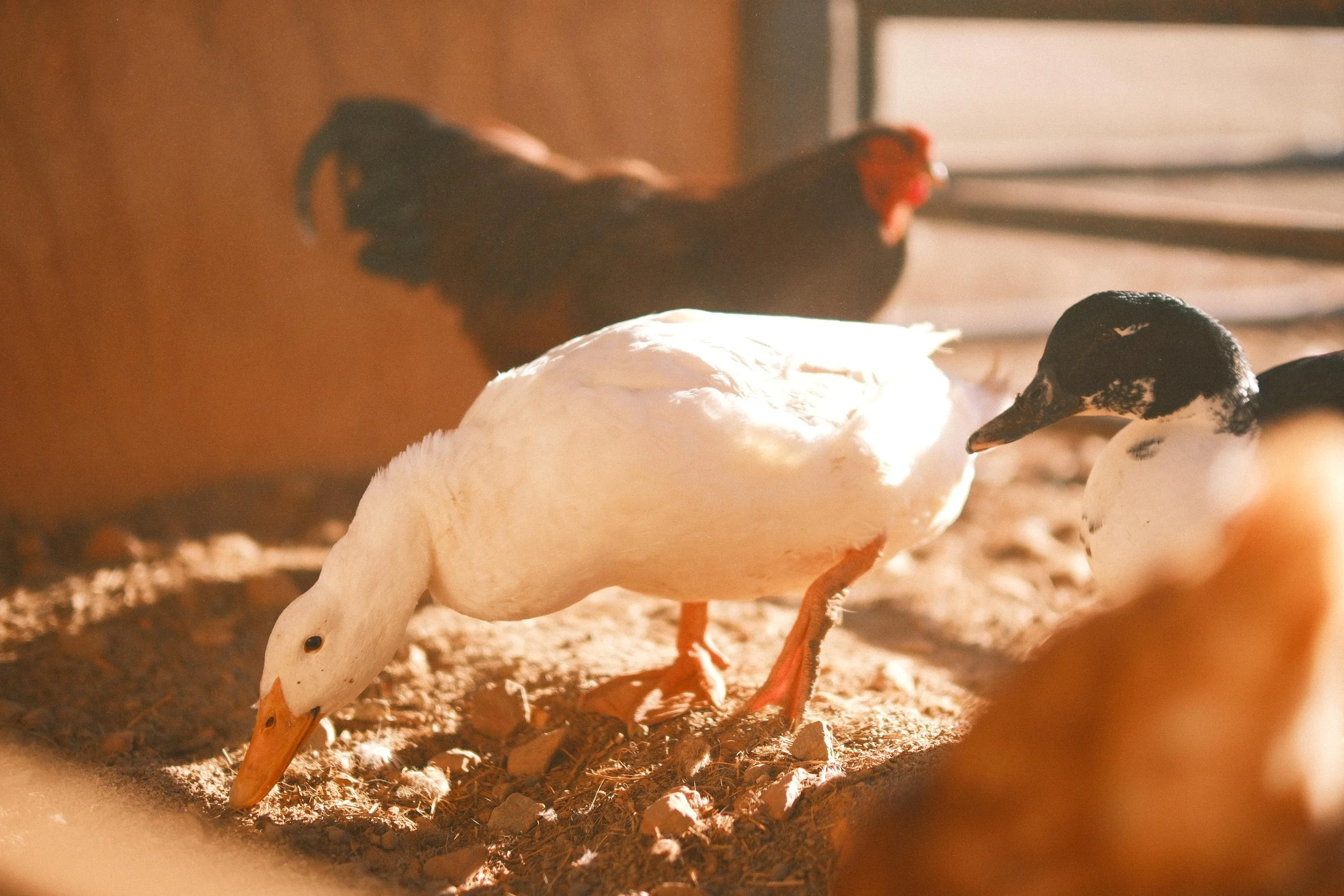 The Farm Animals — The Horse Shoe Farm Boutique Resort near Asheville ...