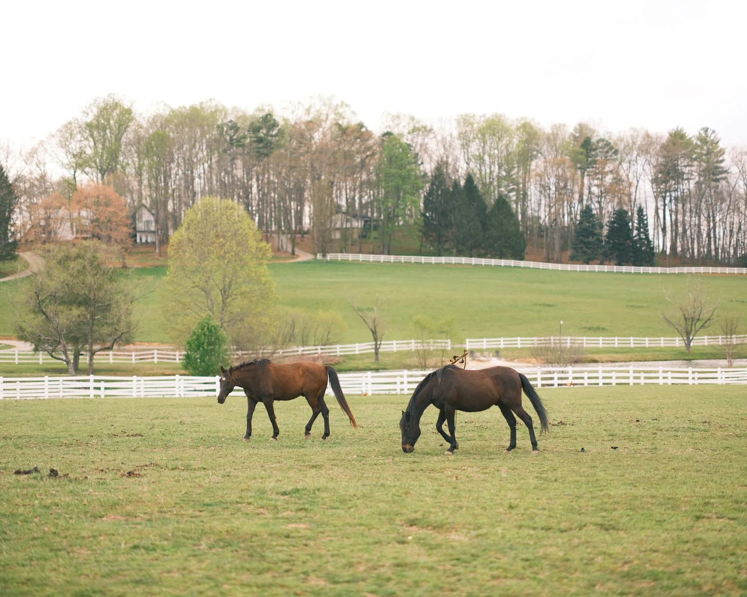 Meet Nelson and Marley, our resident black stallions, who have made The ...