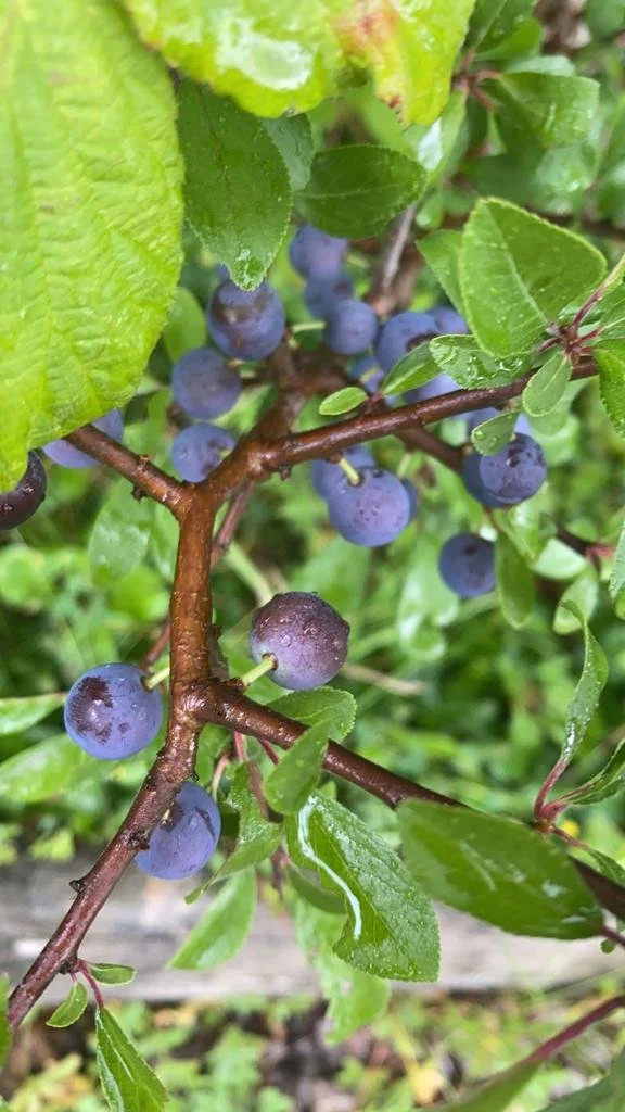 Sample Menu — Lark