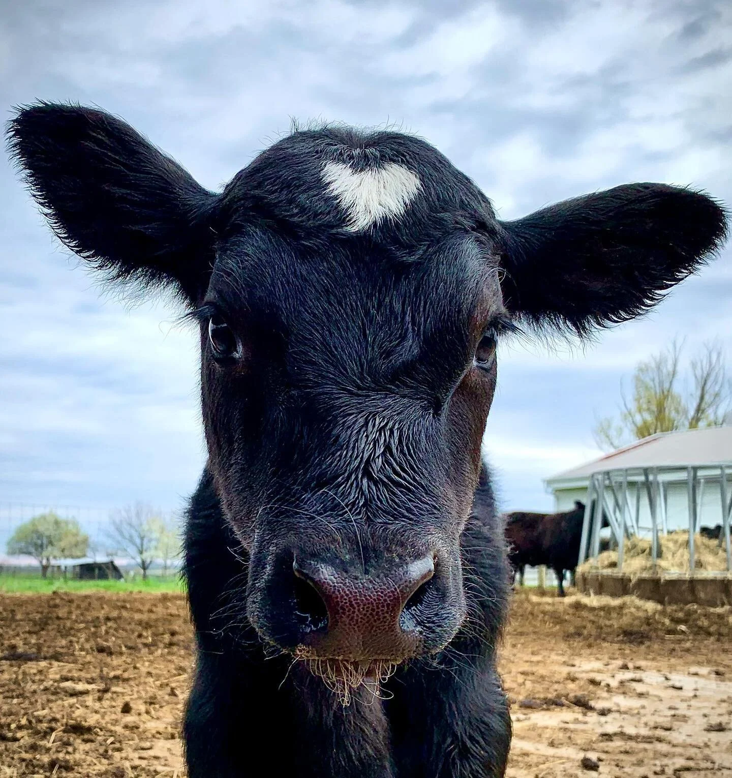 Reserve Run Family Farm | Pasture Raised Meats | Oxford, OH