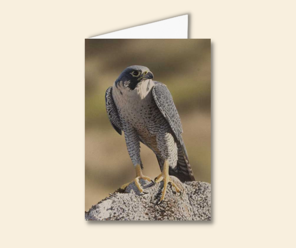 Peregrine Falcon Card | Peregrine Wildlife Card — Cachet Cards & Prints