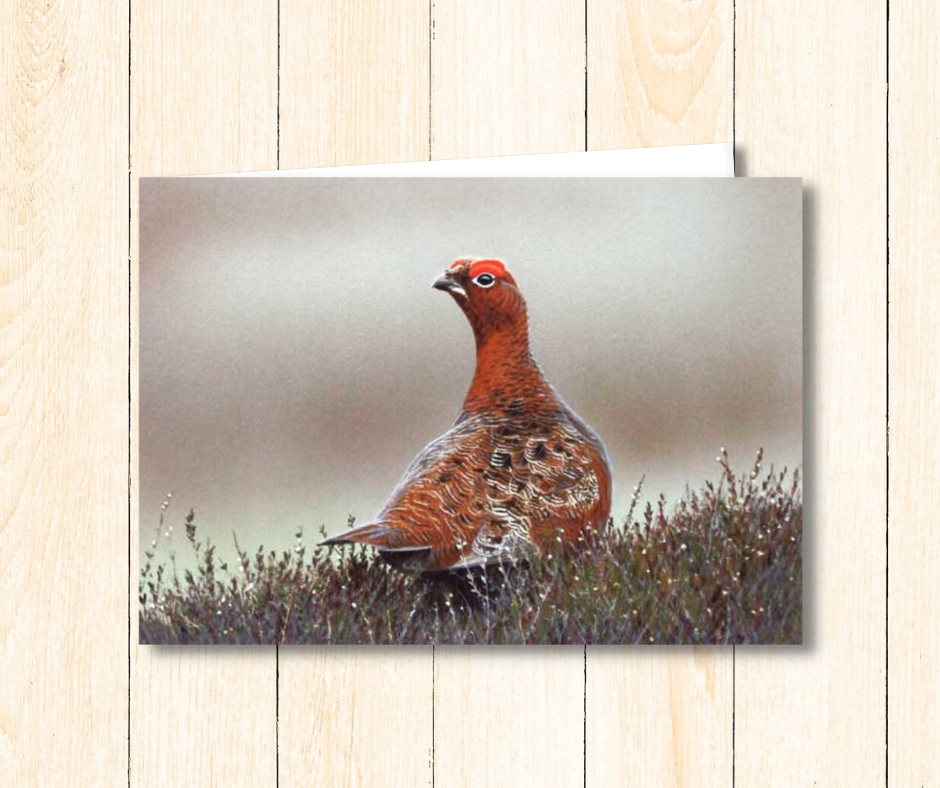 Red Grouse Birthday Card | Red Grouse Greeting Card