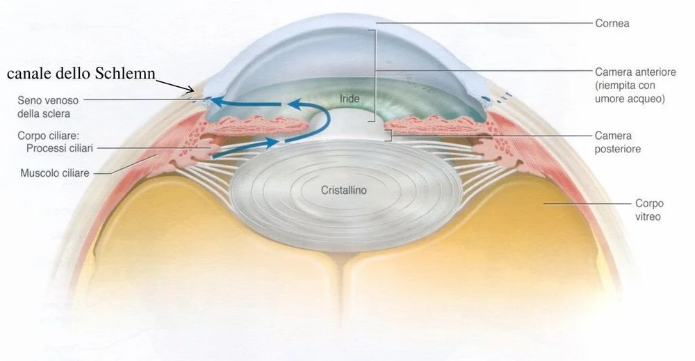 Pressione oculare e salute della vista | Oculista Dott. Andrea Passani