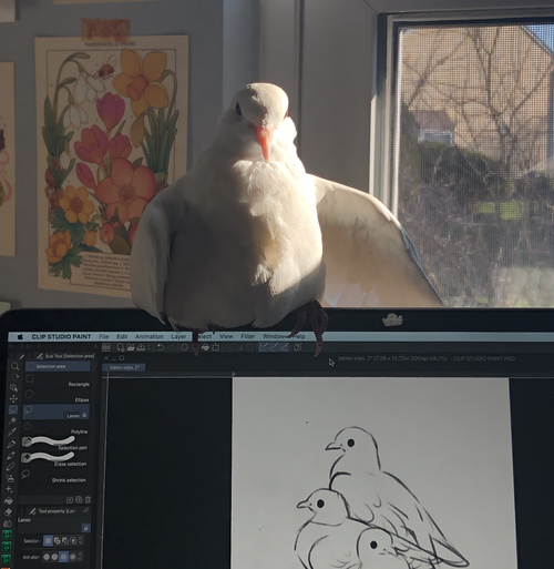 About | Explore and Collect Now — Cookie Doves by Meesh