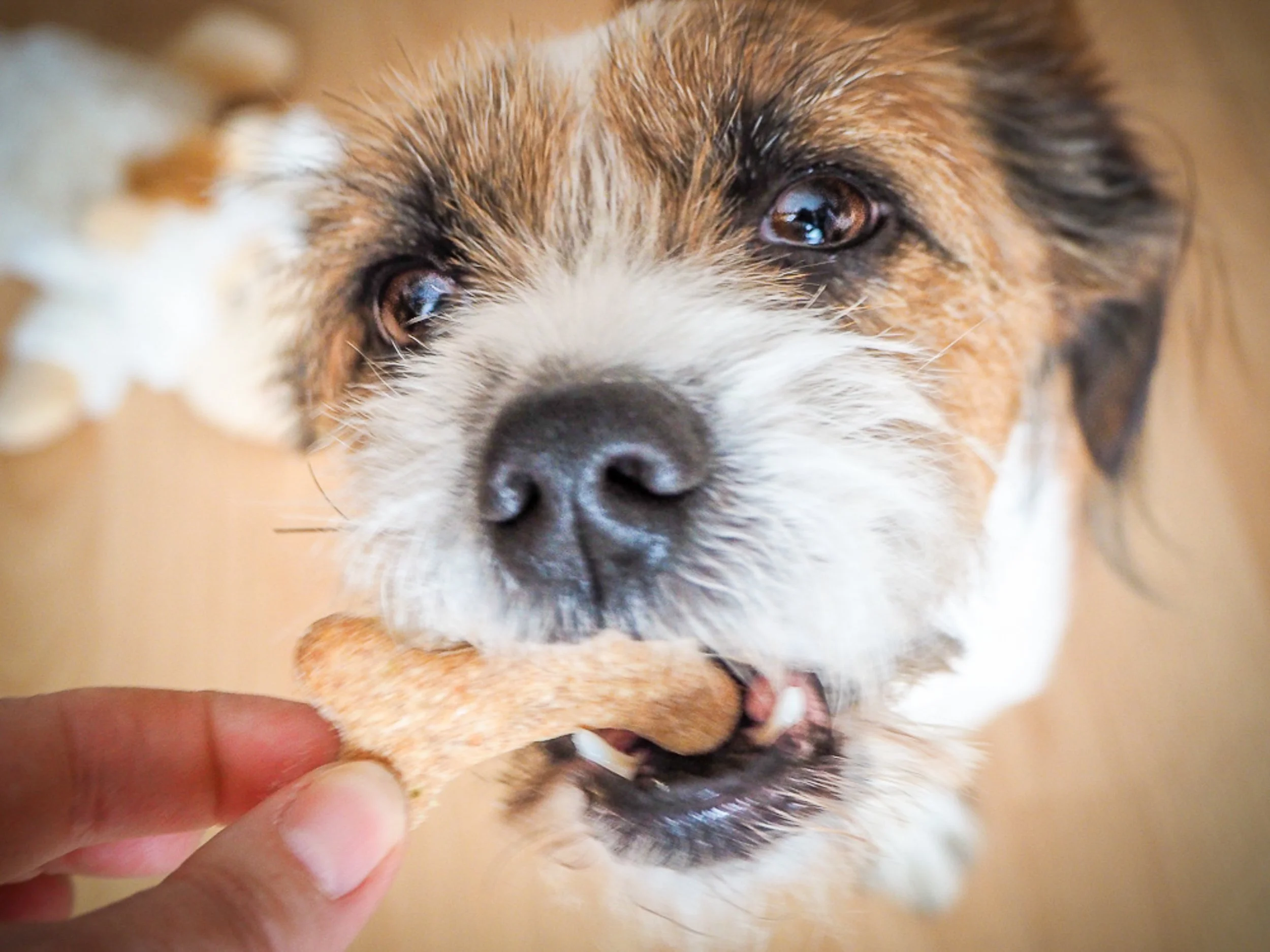 The Joy of Wagging -Dog Treats and Toys