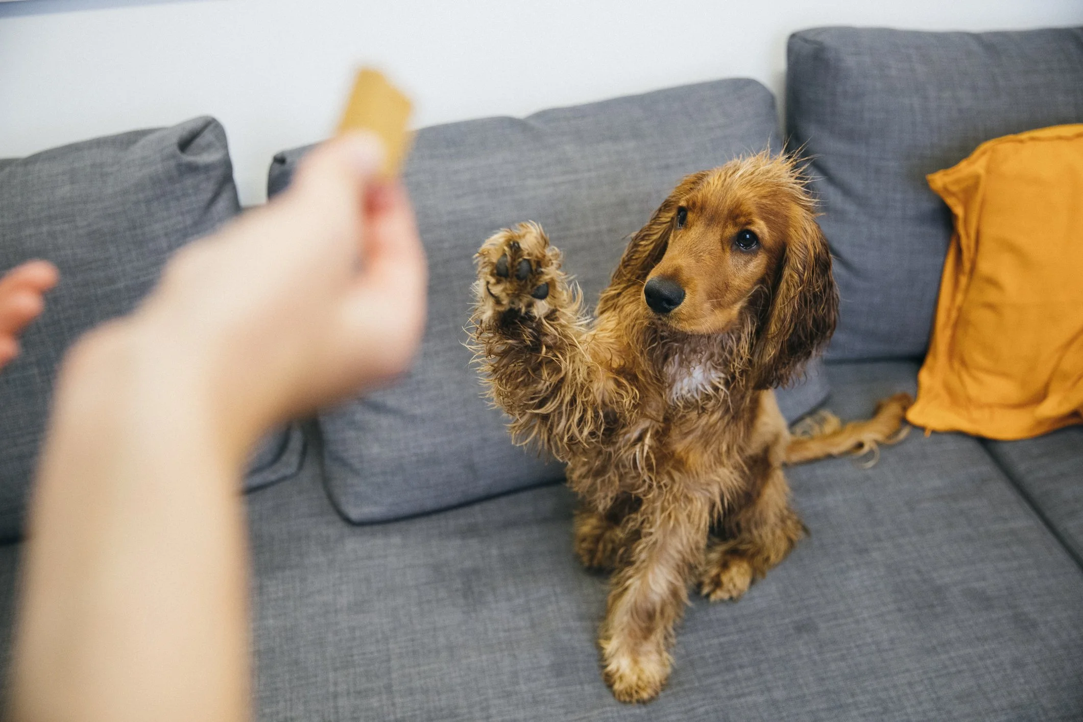 The Joy of Wagging -Dog Treats and Toys