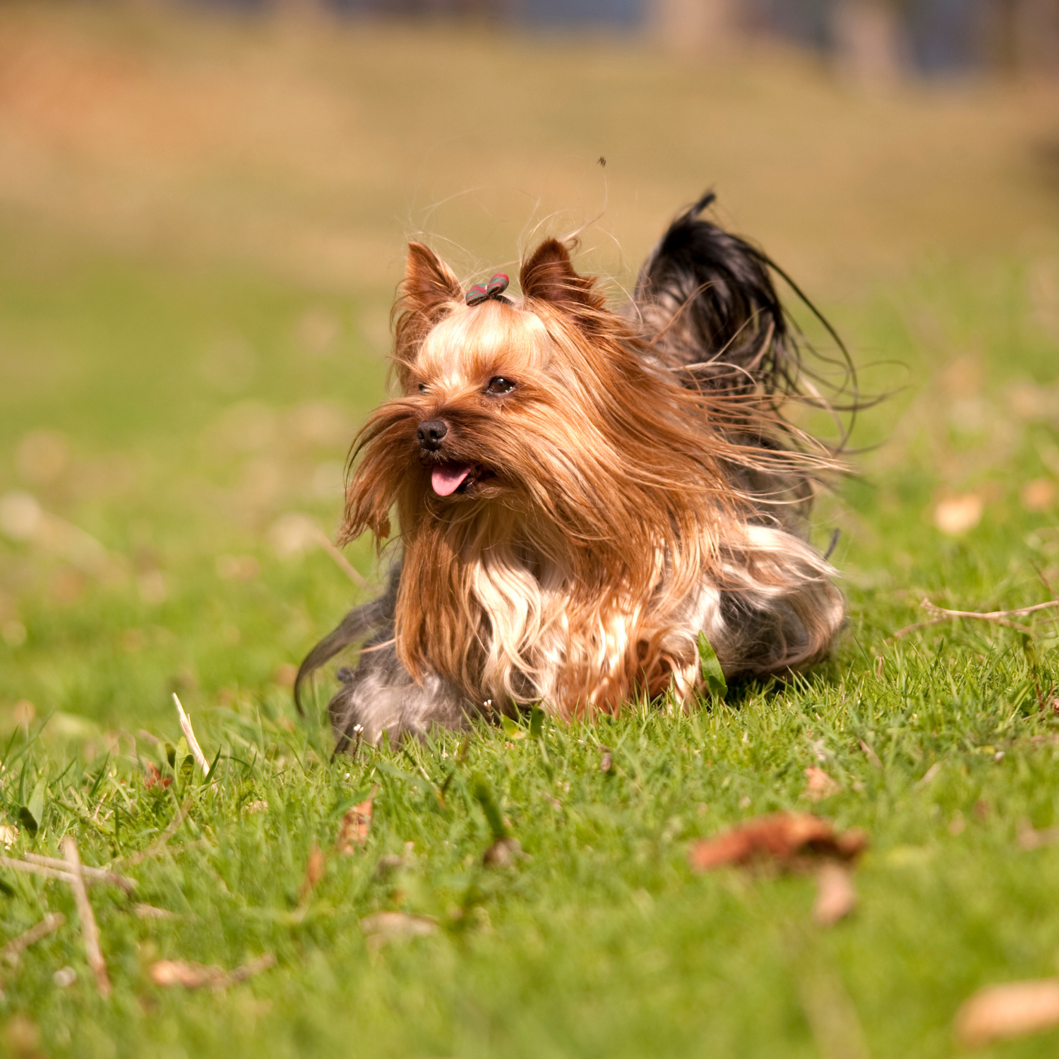 Are Yorkshire Terriers Born With Short Tails