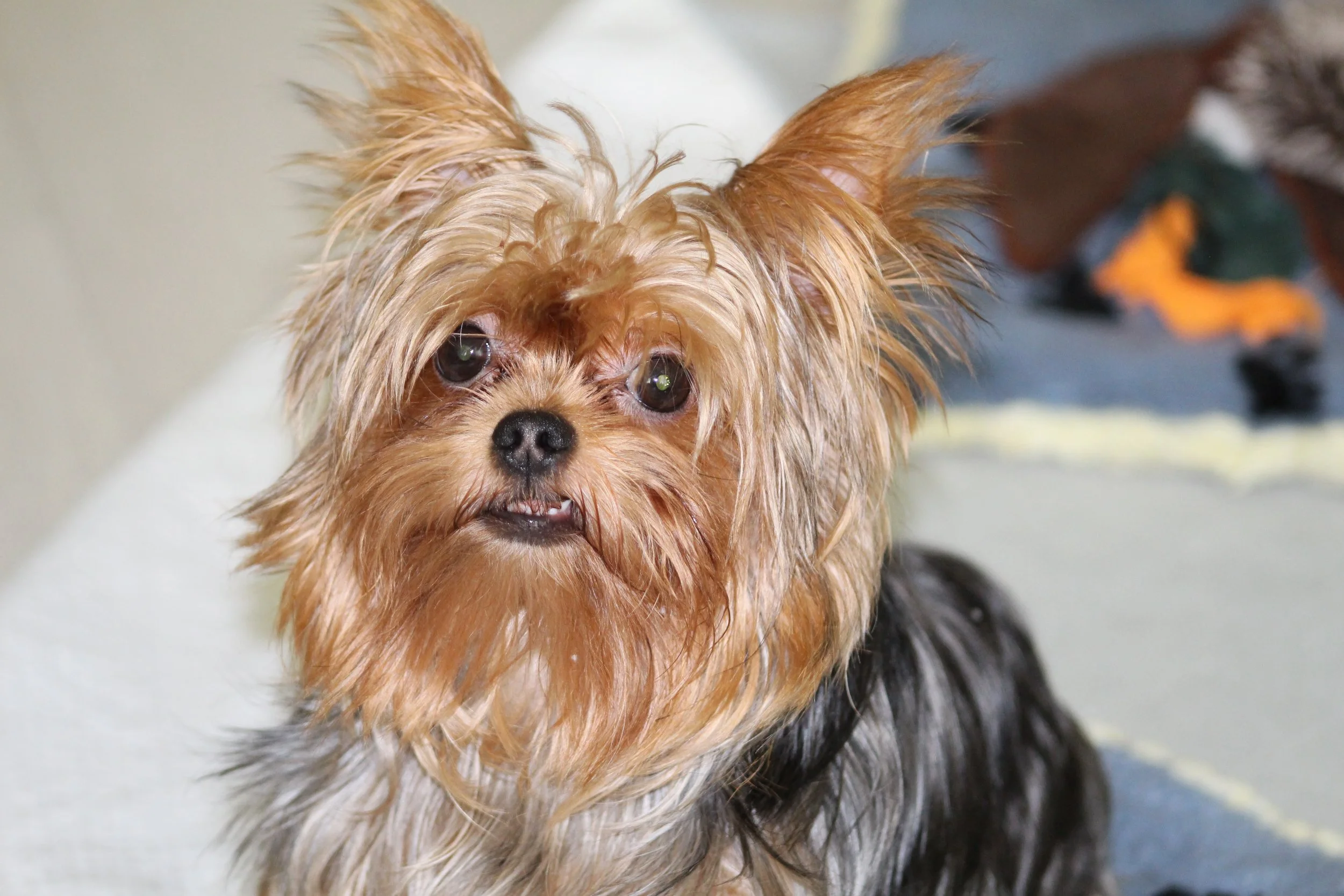 What Colors Are Yorkies