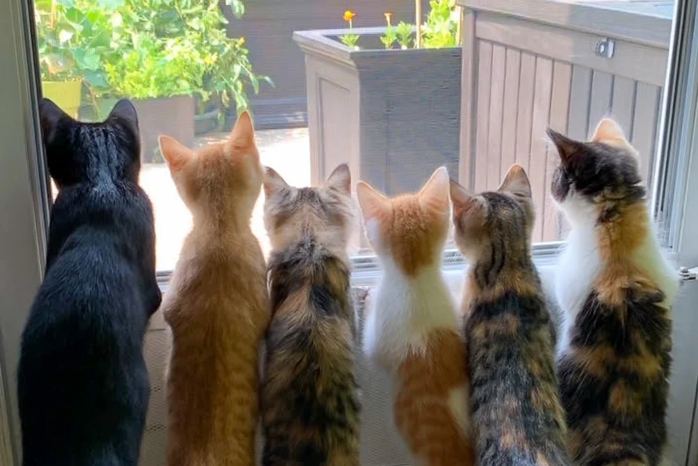 Cats Home Foundation | Adoptable Cats and Kittens | Calgary, Alberta