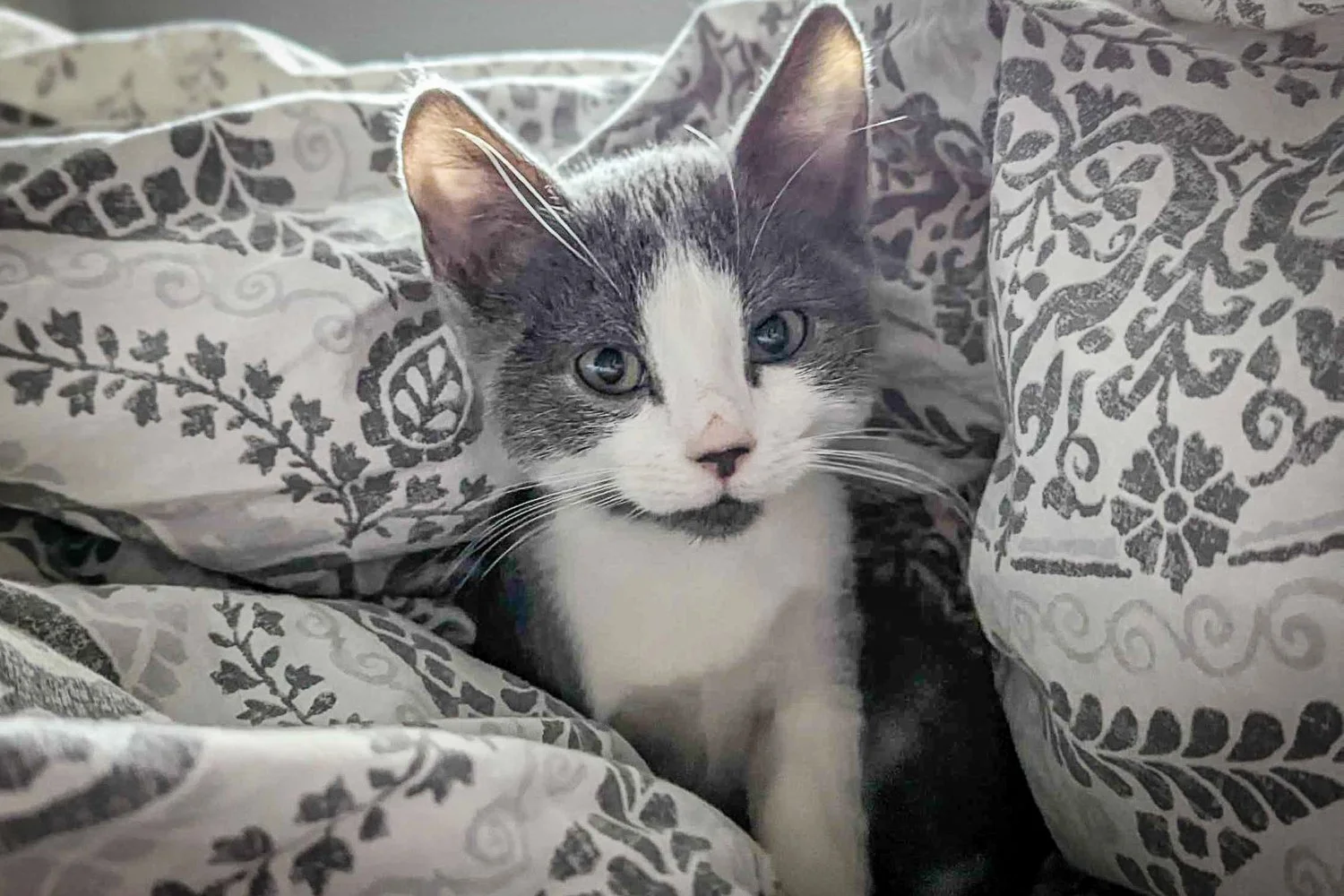 Cats Home Foundation | Adoptable Cats and Kittens | Calgary, Alberta