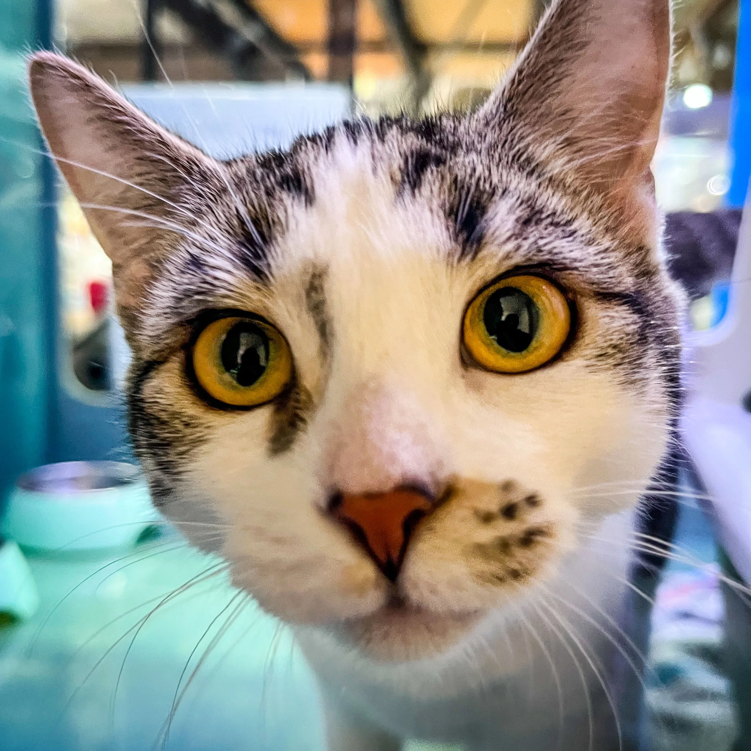 Cats Home Foundation | Cat Rescue | Calgary, AB