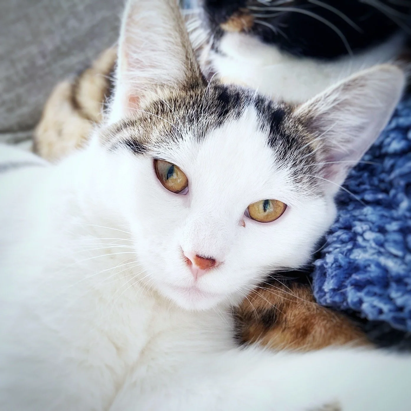 Cats Home Foundation | Rescue Cats and Kittens | Calgary, AB