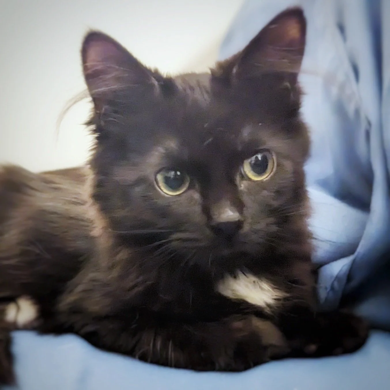 Adoptable Cats and Kittens in Calgary, AB | Cats Home Foundation