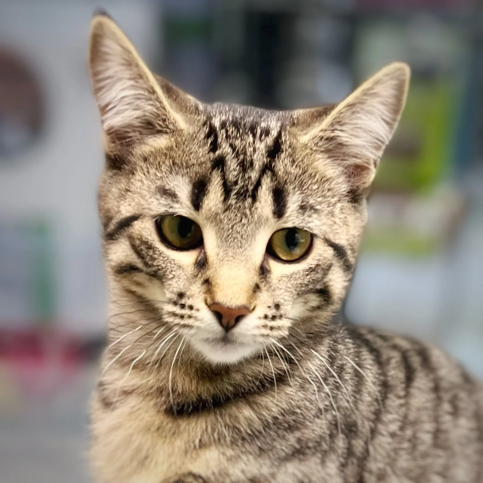 Adoptable Cats in Calgary, AB | Cats Home Foundation