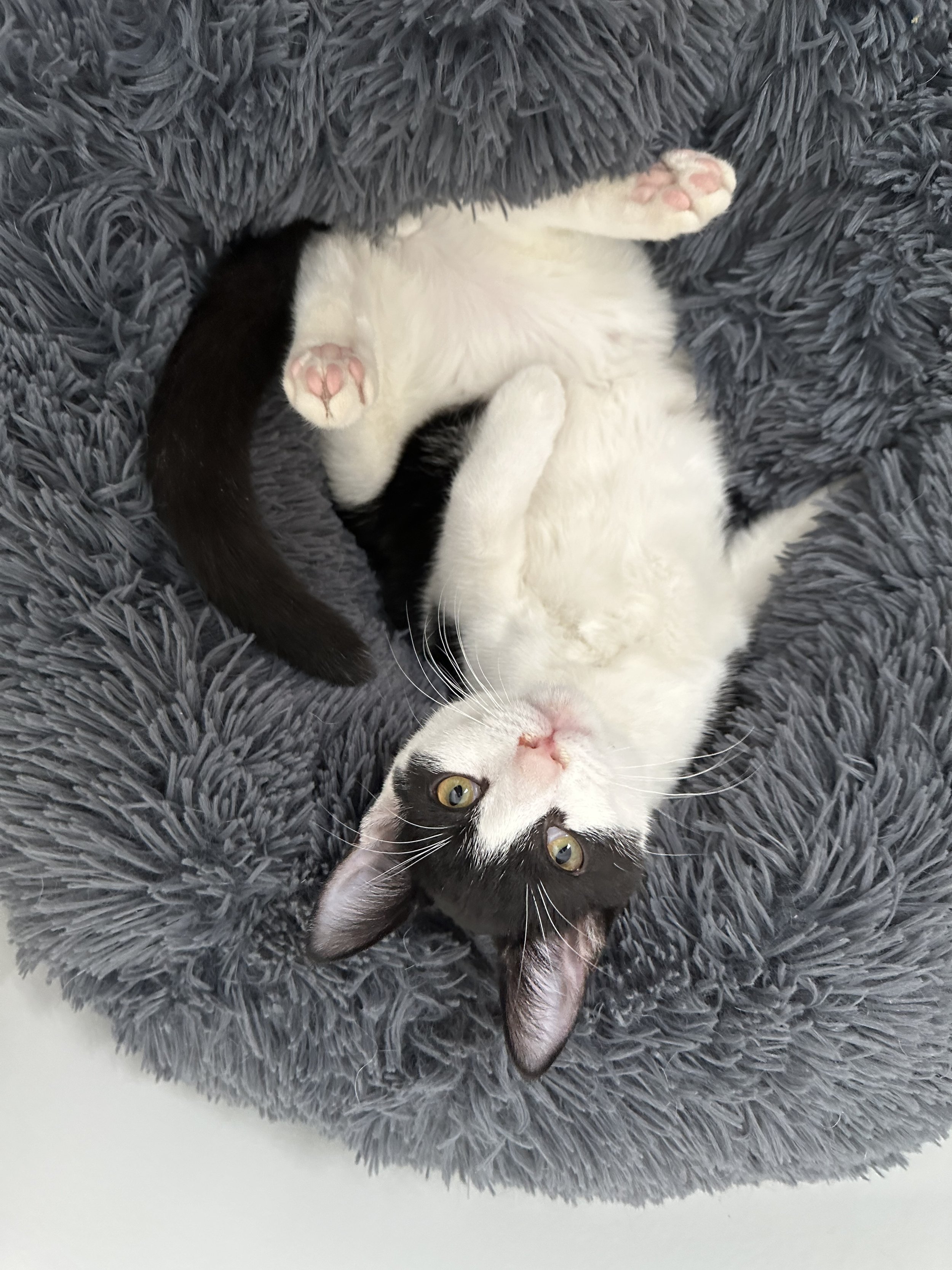 Adoptable Cats in Calgary, Alberta | Cats Home Foundation