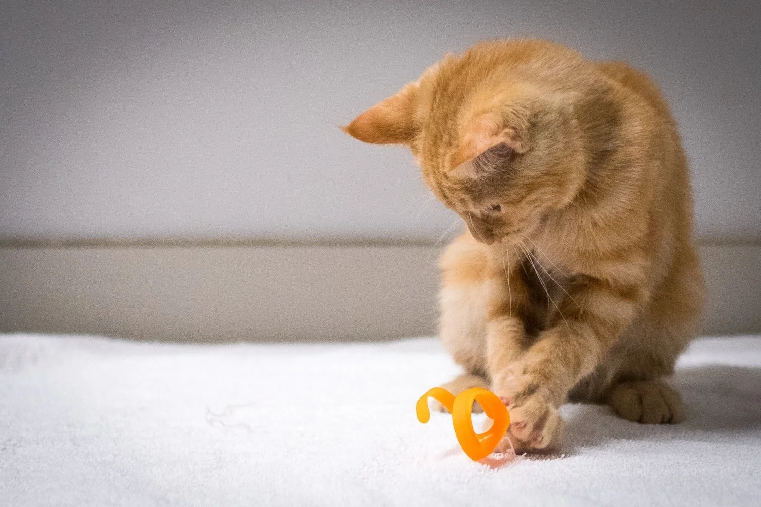 Donate to Help Cats in Need | Cats Home Foundation