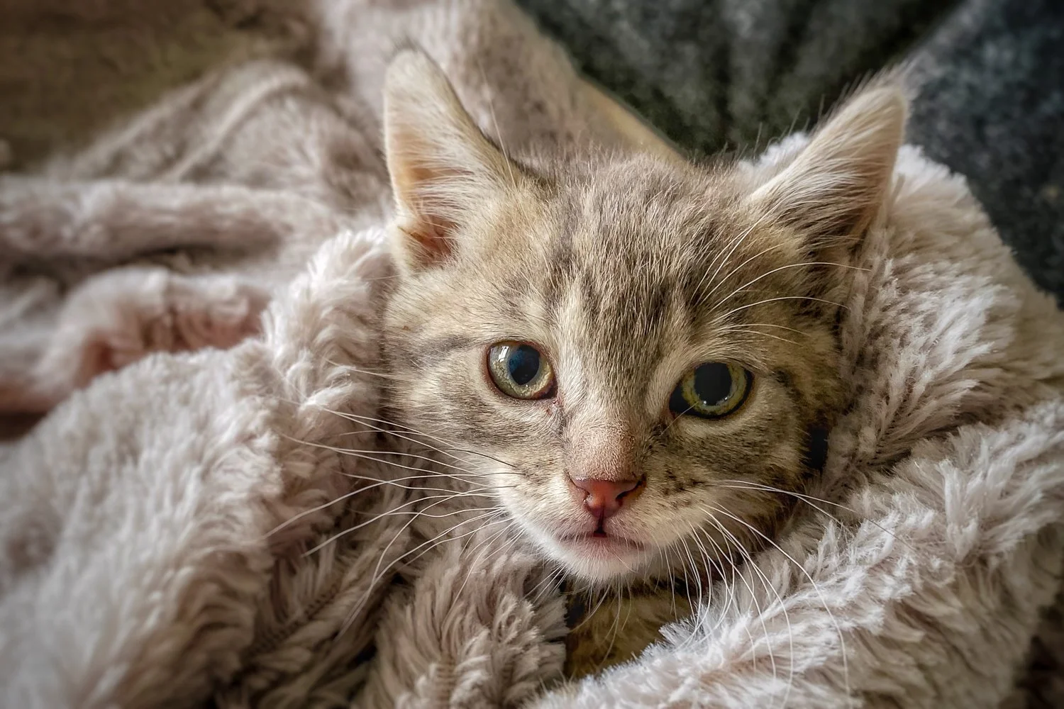 Donate to Help Cats in Need | Cats Home Foundation