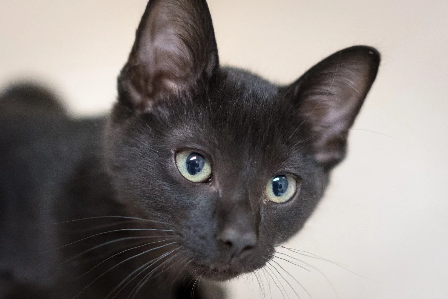 Donate to Help Cats in Need | Cats Home Foundation