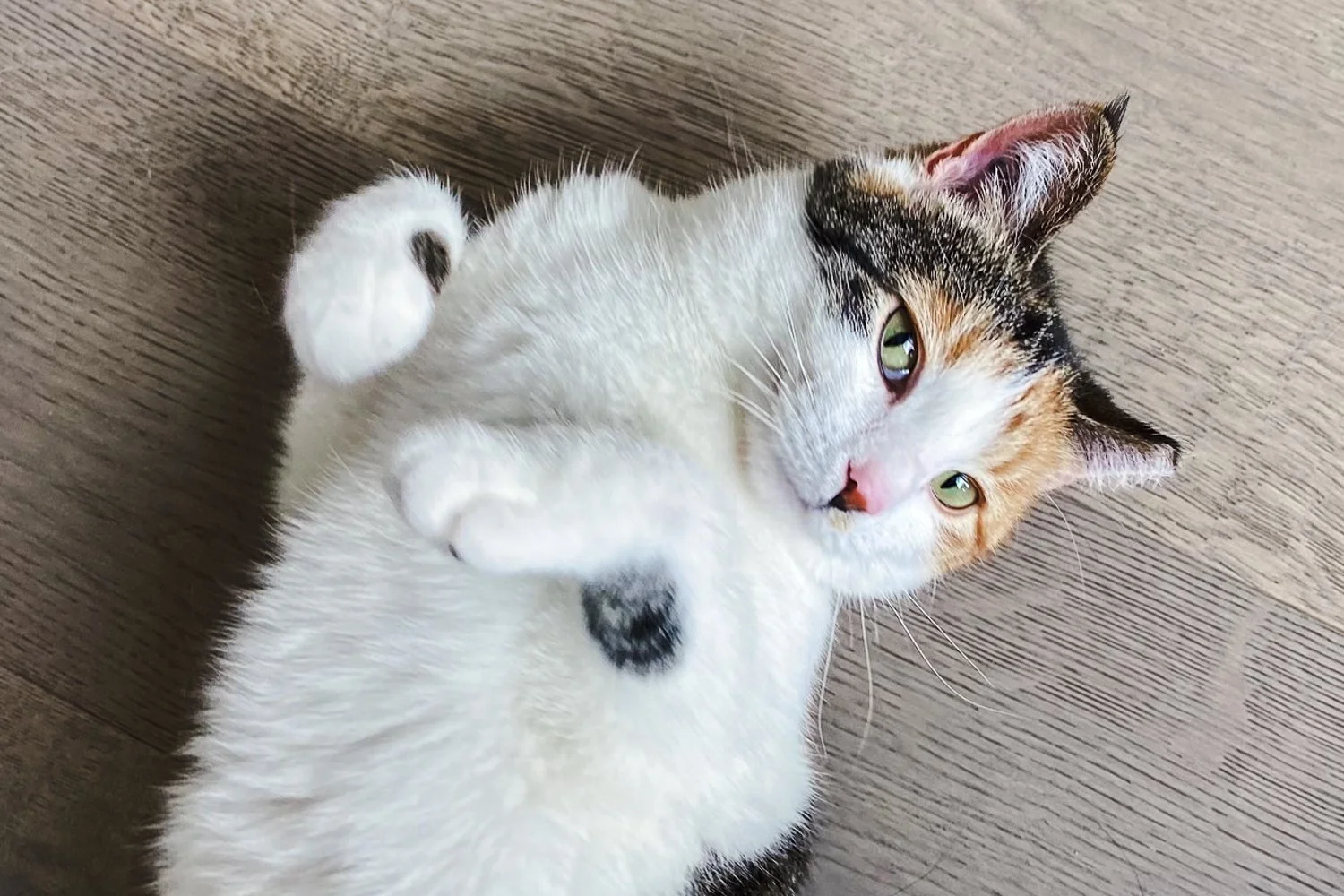 Cats Home Foundation | Adoptable Cats and Kittens | Calgary, Alberta