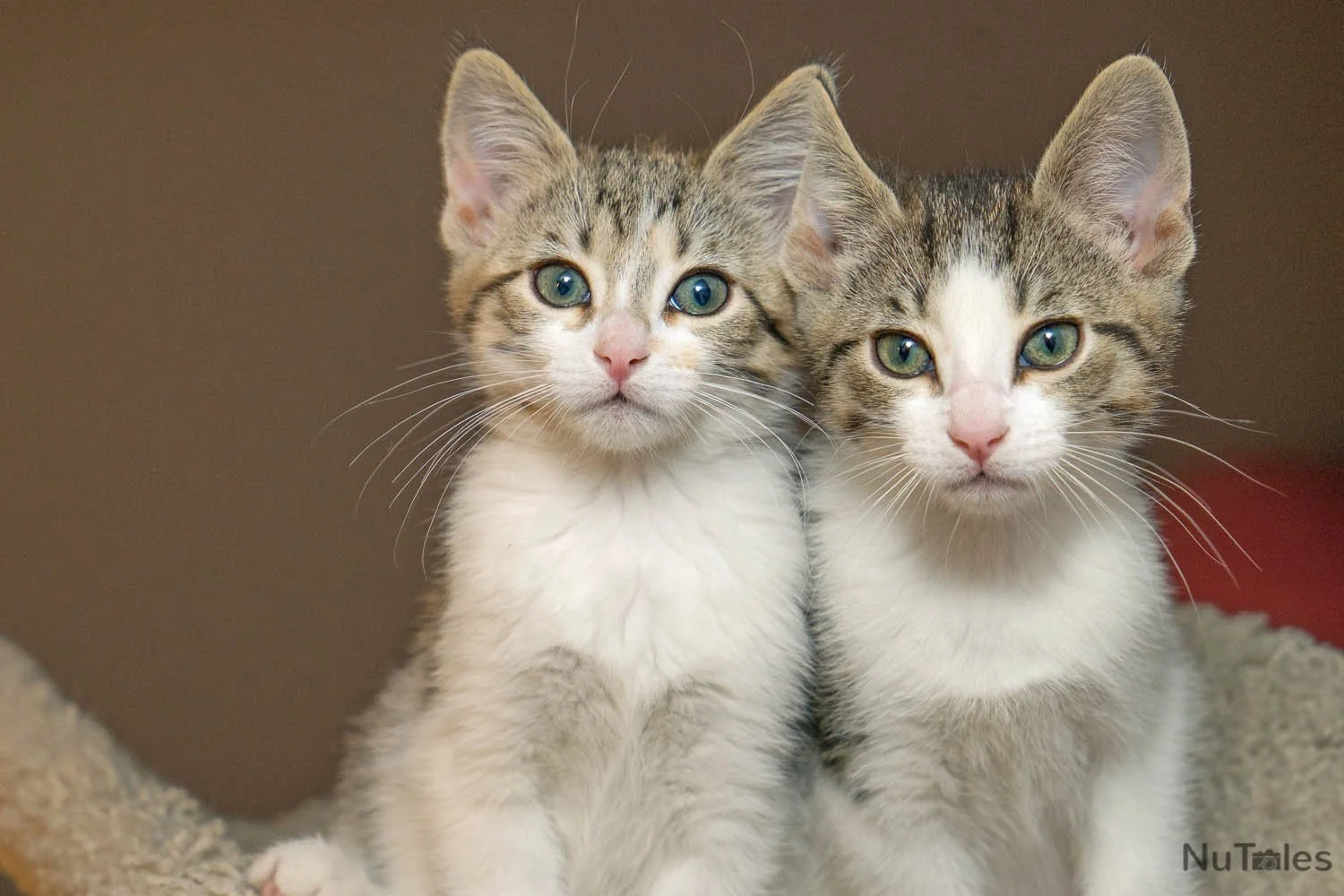 Cats Home Foundation | Rescue Cats and Kittens | Calgary, AB